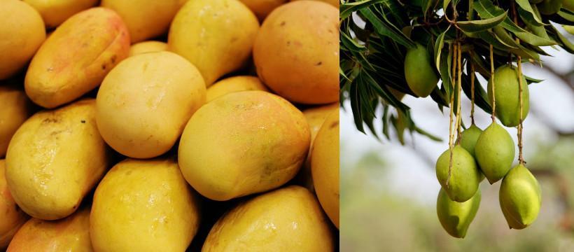 Top 8 varieties of mangoes you must try!